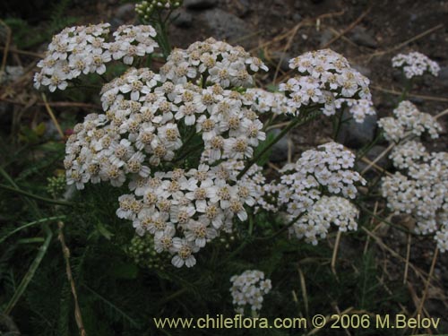 Descripción e imágenes de Achillea millefolium (Milenrama , Milflores ...