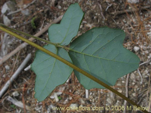 Description and images of Boquila trifoliolata (Voqui blanco ...