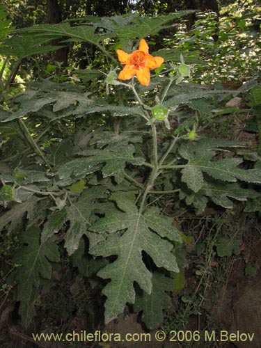 Description and images of Loasa acanthifolia (), a native Chilean plant ...