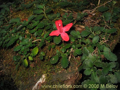 Description and images of Asteranthera ovata (Estrellita), a native ...