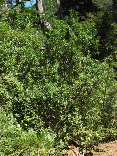 Description and images of Maytenus magellanica (Leña dura , Maitén de ...