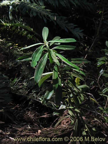 Description and images of Drimys andina (Canelo enano , Canelo andino ...