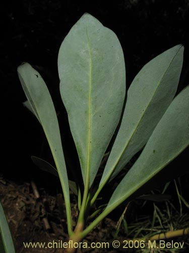 Descripción e imágenes de Drimys andina (Canelo enano , Canelo andino ...