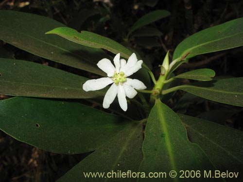 Descripción e imágenes de Drimys andina (Canelo enano , Canelo andino ...