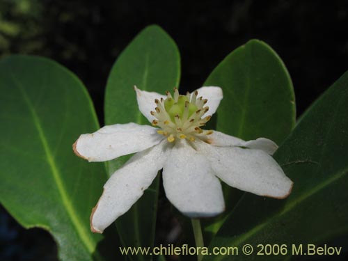 Description and images of Drimys andina (Canelo enano , Canelo andino ...