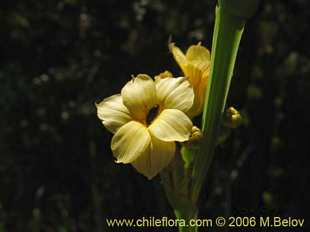 Homepage de la empresa ChileFlora.com, un proveedor de semillas y ...