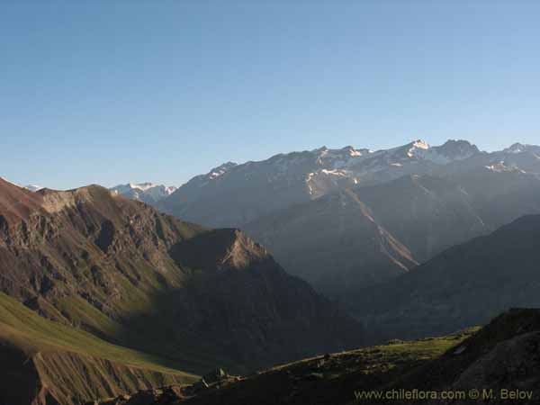 Homepage of ChileFlora.com, a supplier of native Chilean seeds and ...