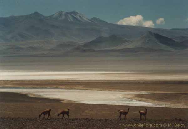 Homepage of ChileFlora.com, a supplier of native Chilean seeds and ...